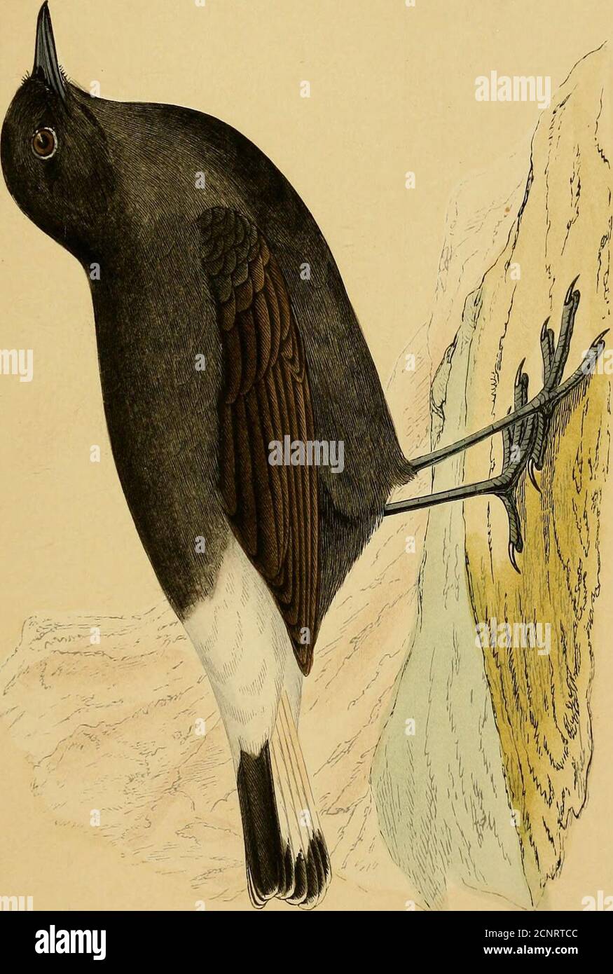 Greater wing coverts hi-res stock photography and images - Alamy