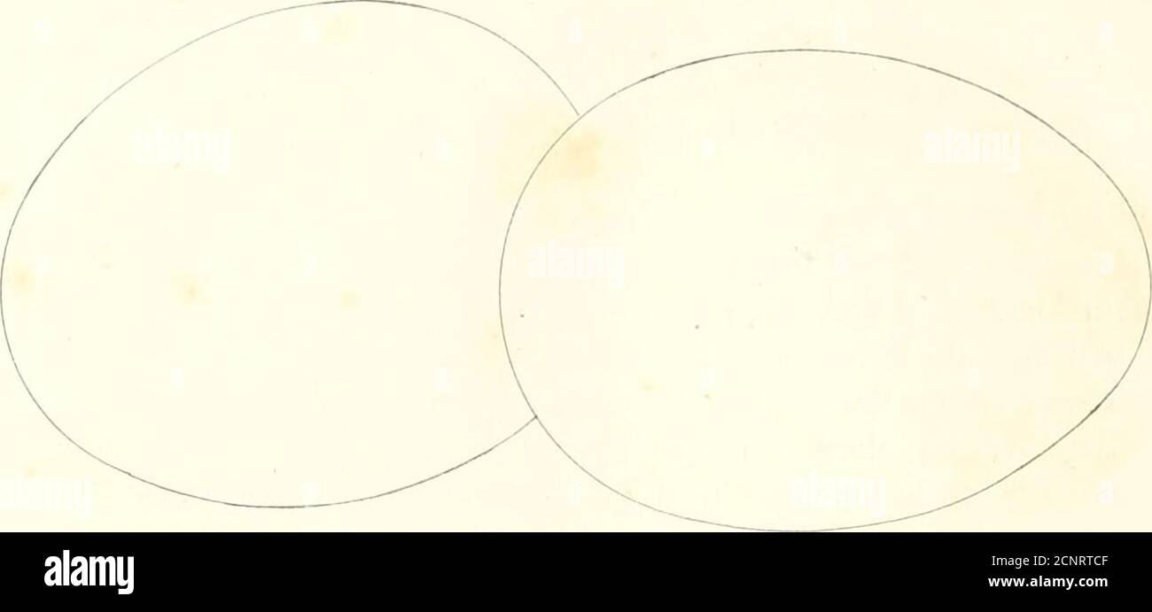 Buteo buteo common buzzard nest hi-res stock photography and images - Alamy