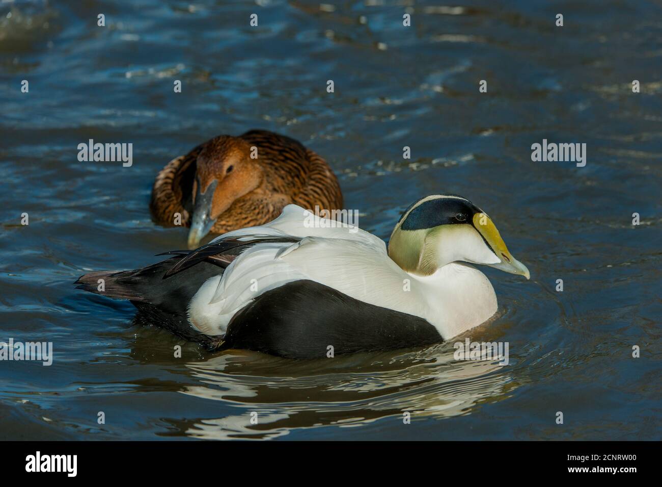 Male eider duck in hi-res stock photography and images - Alamy