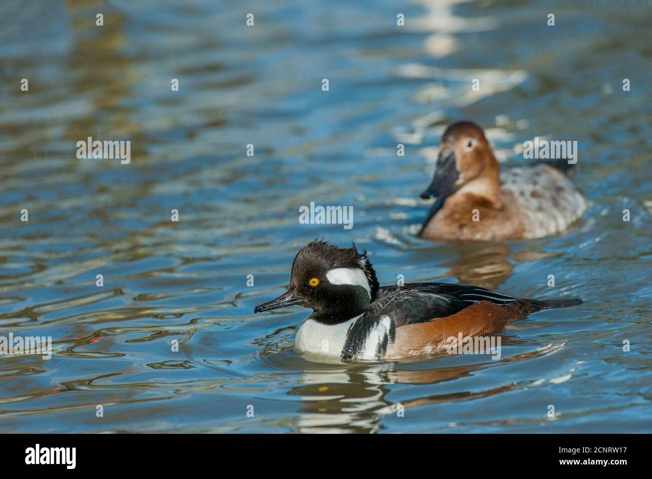 A male Hooded merganser (Lophodytes cucullatus) is swimming on a pond ...