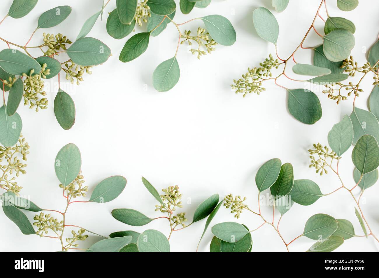 Frame made of green leaves, branches eucalyptus populus with fruits in ...