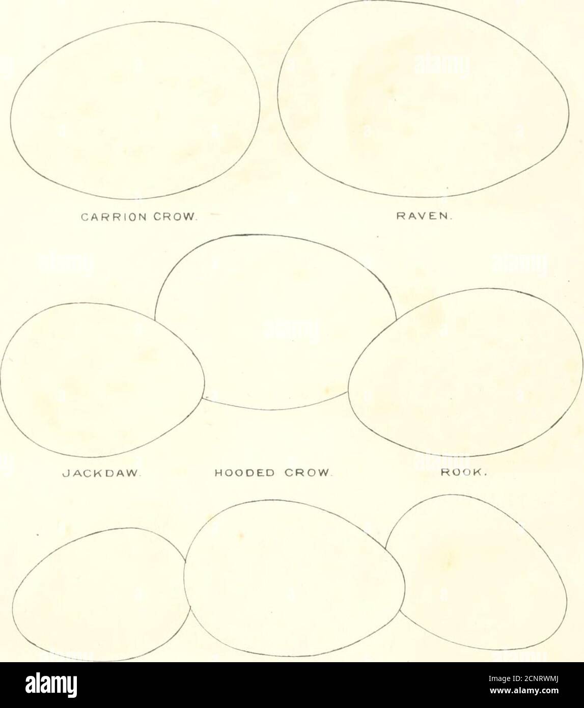 Red legged partridge eggs hi-res stock photography and images - Alamy