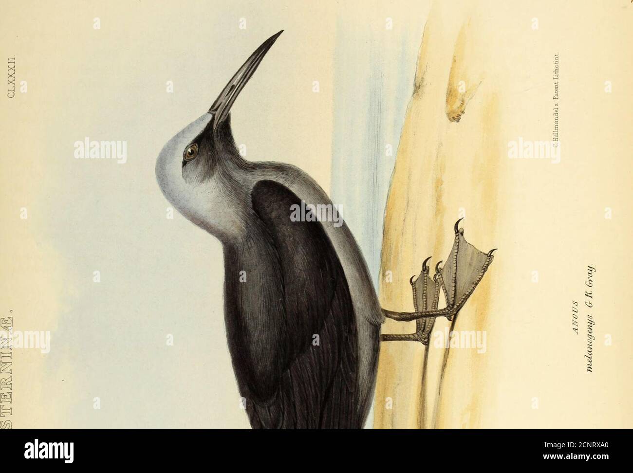 Sterna inca hi-res stock photography and images - Alamy