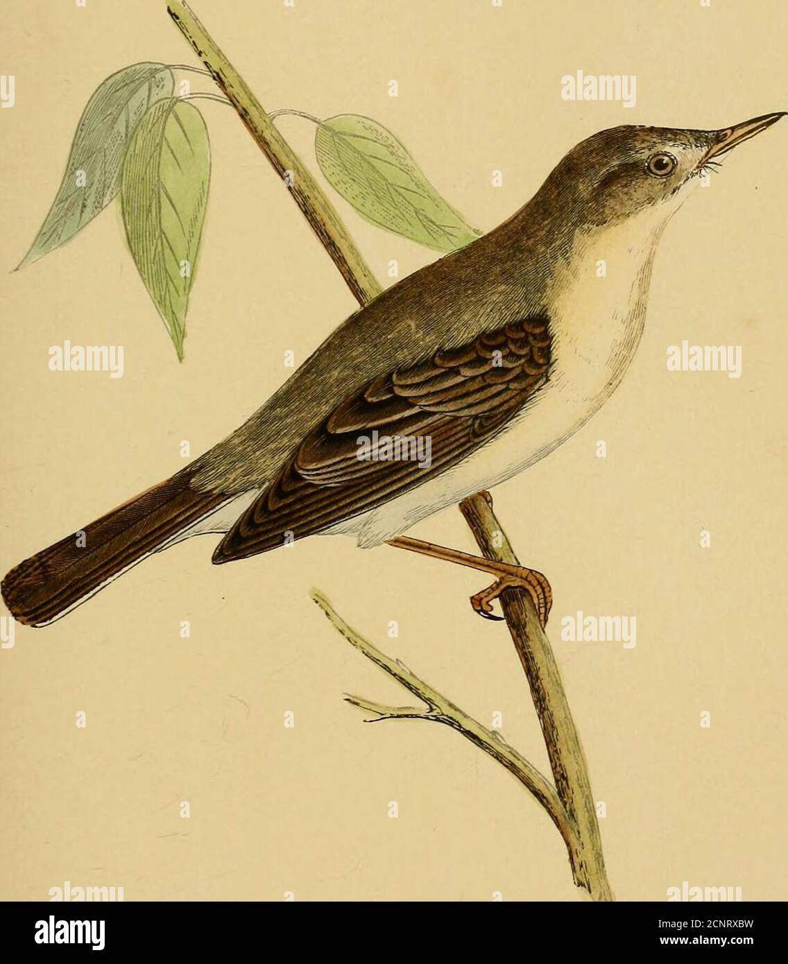 . A history of the birds of Europe, not observed in the British Isles ...