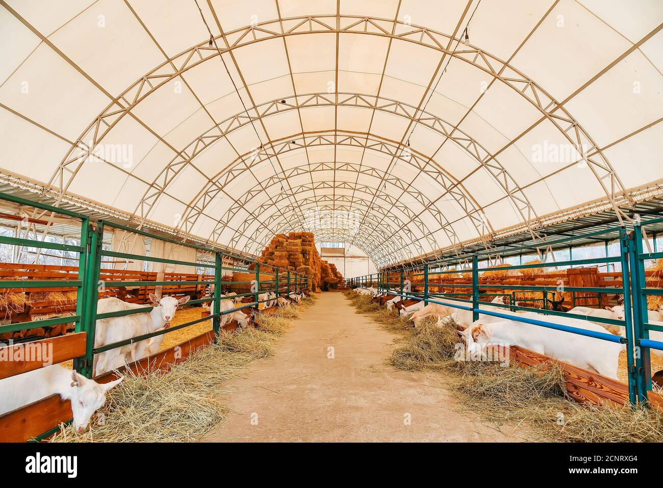 Inside a large farm for growing cattle, goats, poultry. Stalls and ...