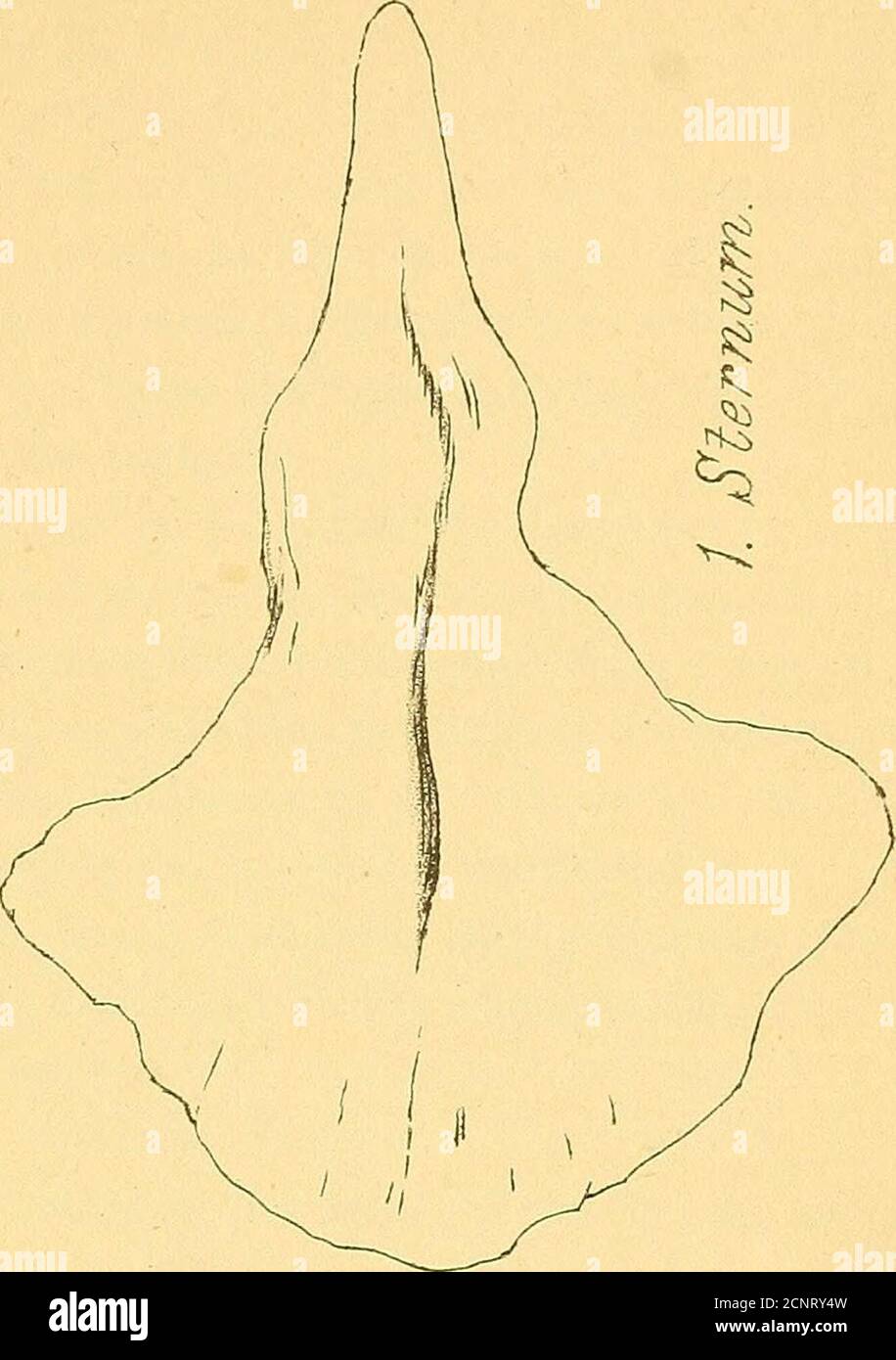 . Transactions and proceedings of the New Zealand Institute . st caudal ...