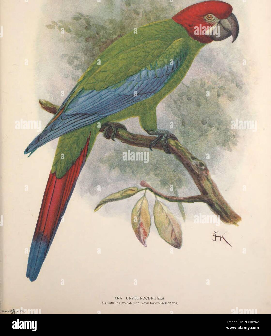 . Extinct birds : an attempt to unite in one volume a short account of ...