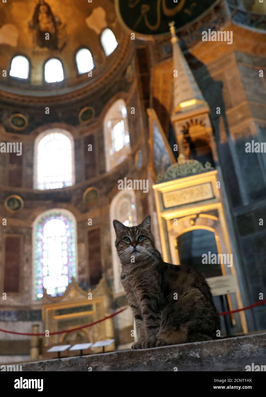 Gli the cat hi-res stock photography and images - Alamy