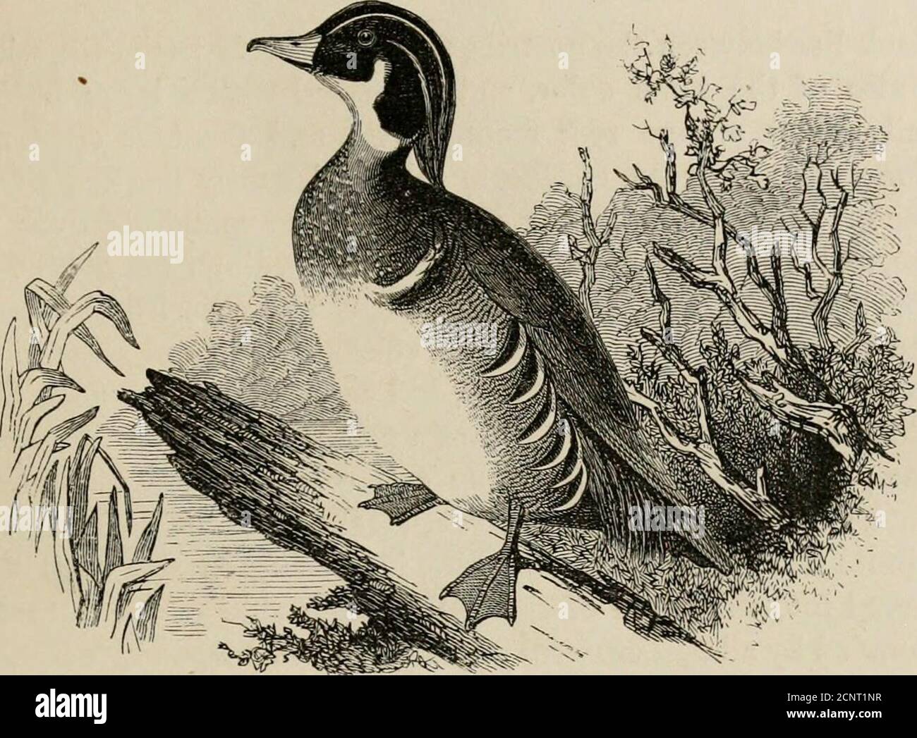 Long tapering tail feathers hi-res stock photography and images - Alamy