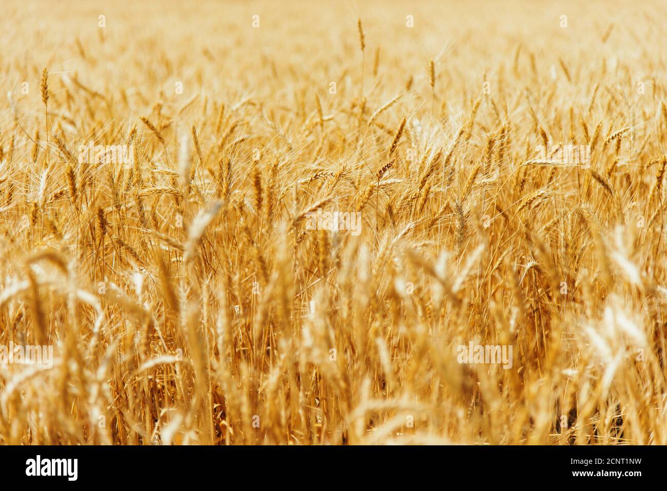 Wheat field agricultural, environment rural scene Stock Photo - Alamy