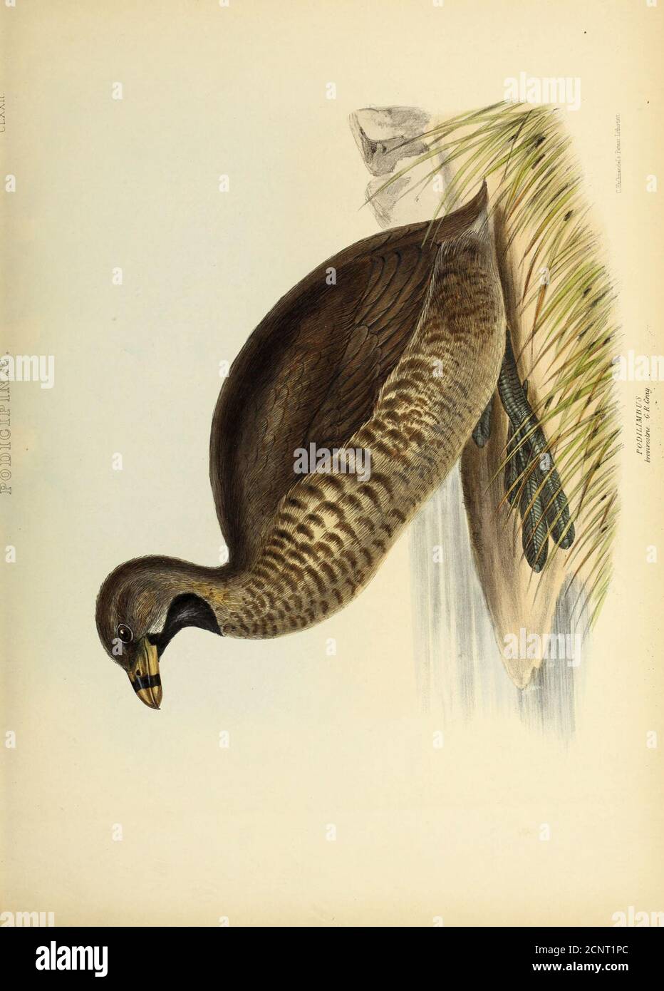 . The genera of birds : comprising their generic characters, a notice ...