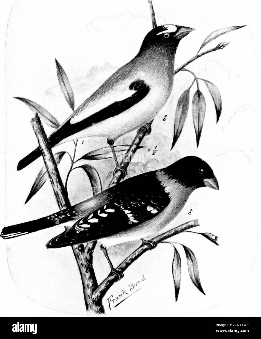 Several finches Black and White Stock Photos & Images - Alamy
