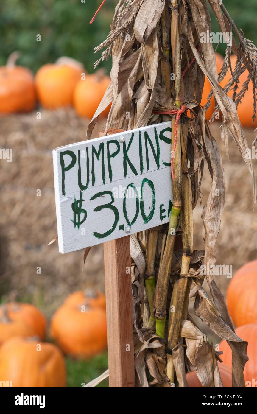 Homemade sign advertising pumpkins for sale at local roadside farm ...