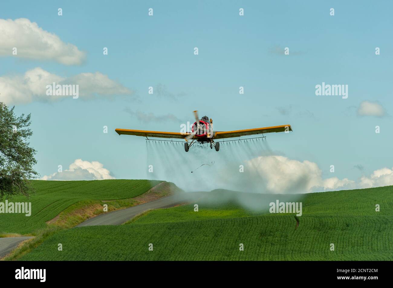 A crop duster plane is spraying a wheat field with pesticides in the ...