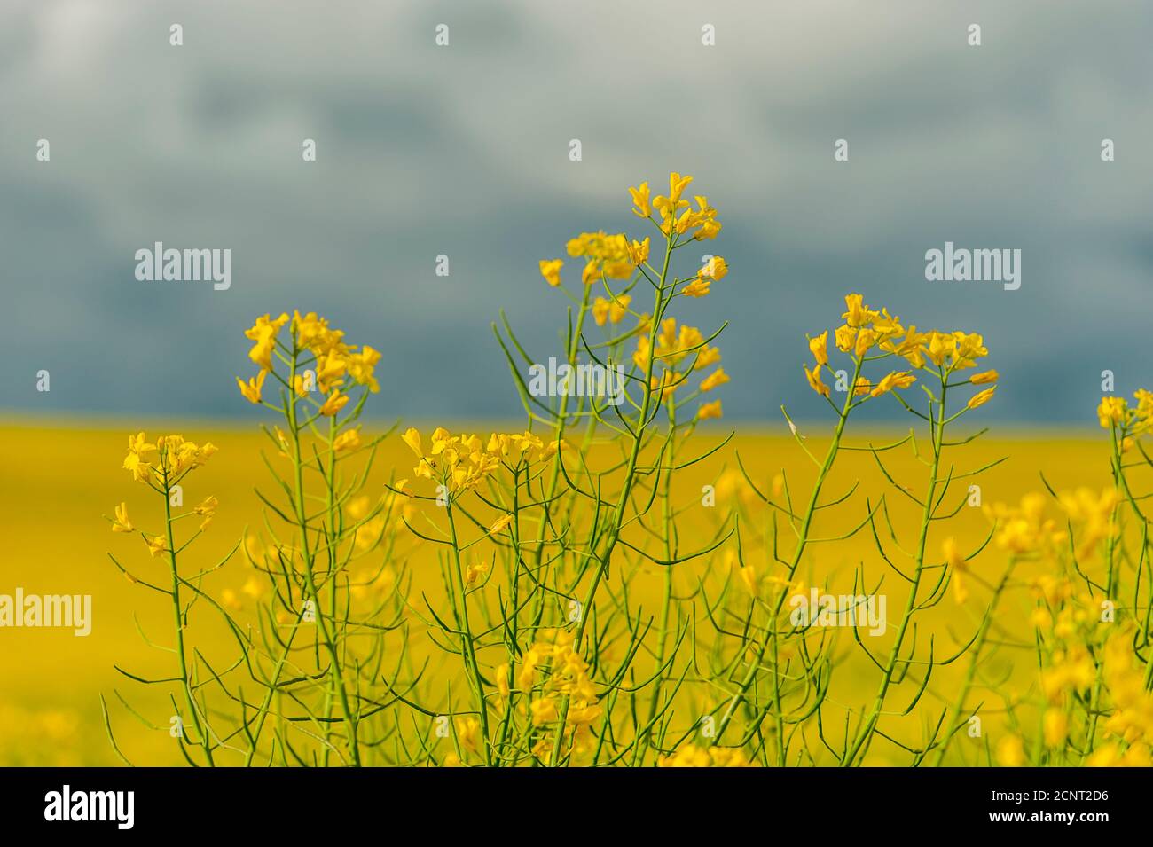 Palouse close up a hi-res stock photography and images - Alamy