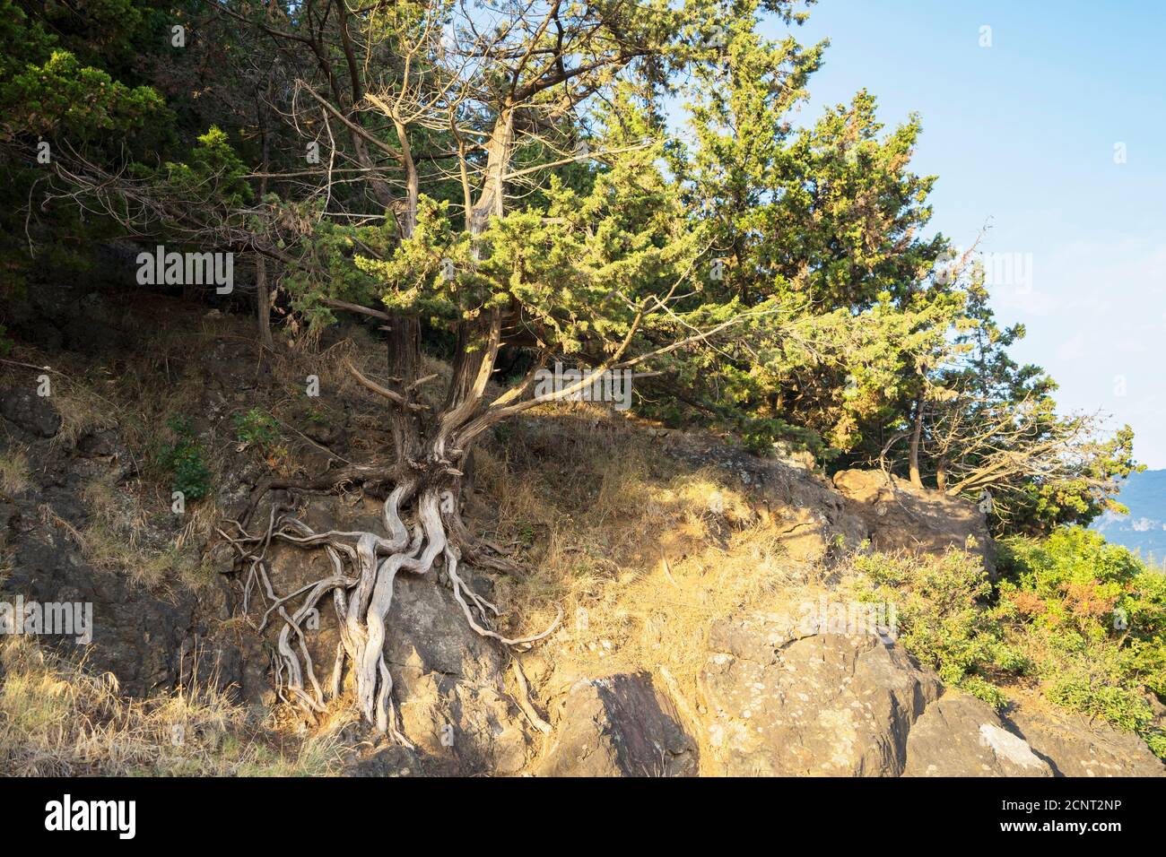 The tree with long roots on the hill, park Durmitor, Montenegro Stock ...