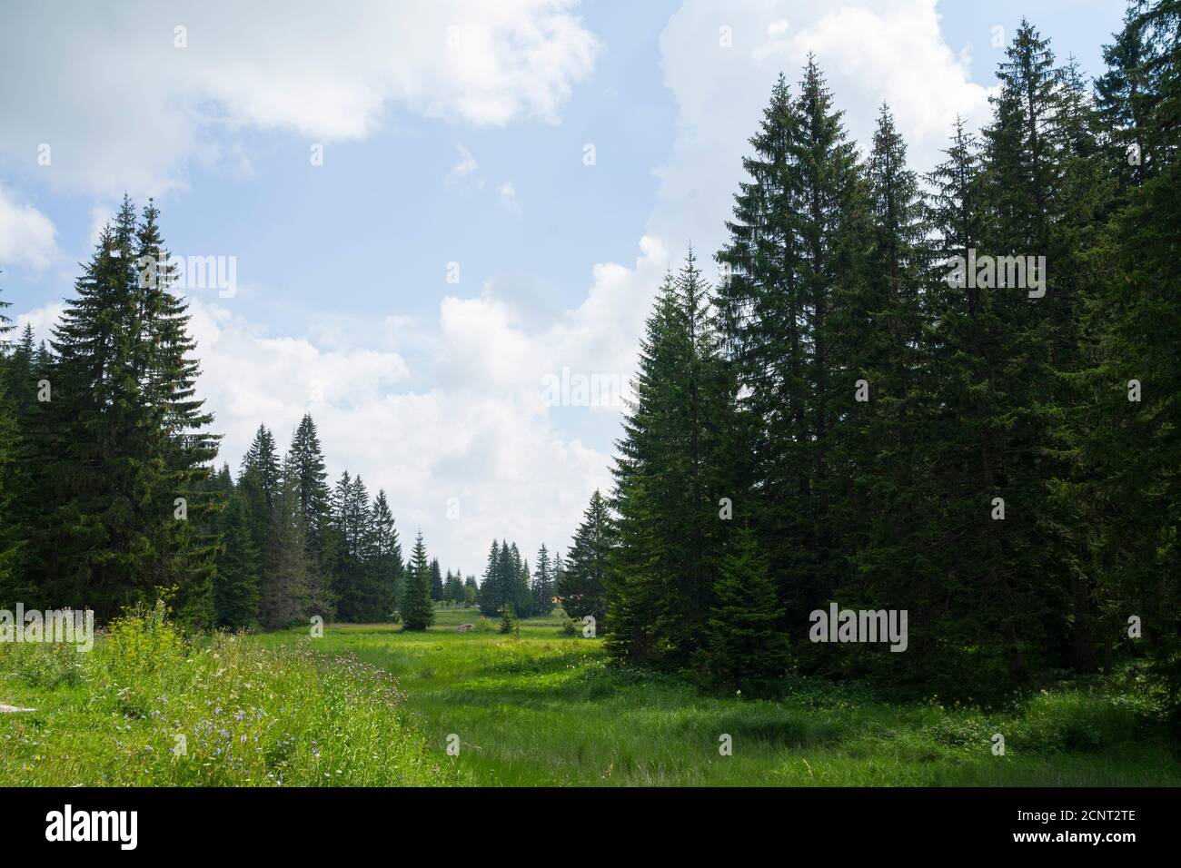 Clearing in a spruce forest hi-res stock photography and images - Alamy