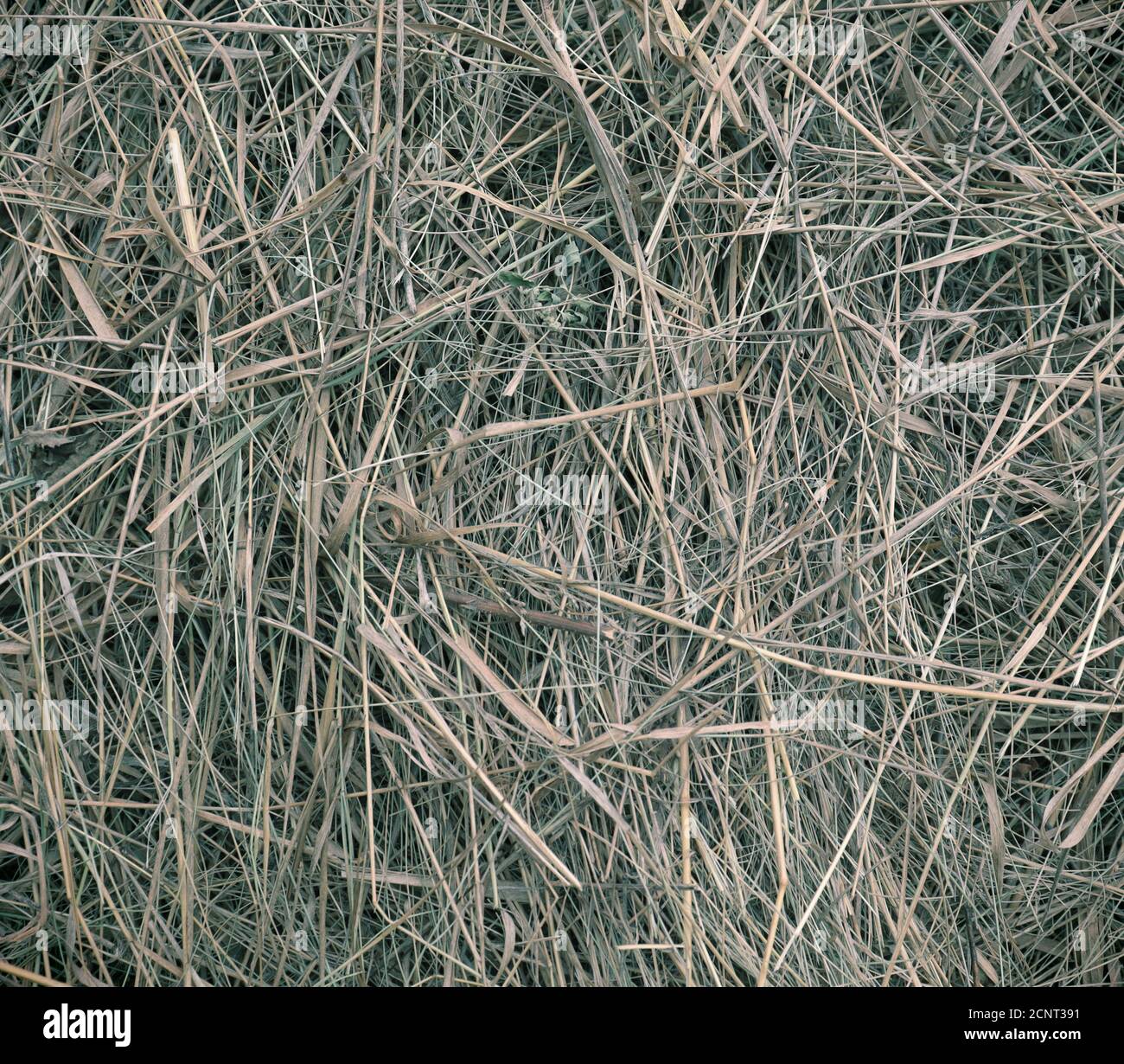 Hay texture hi-res stock photography and images - Alamy