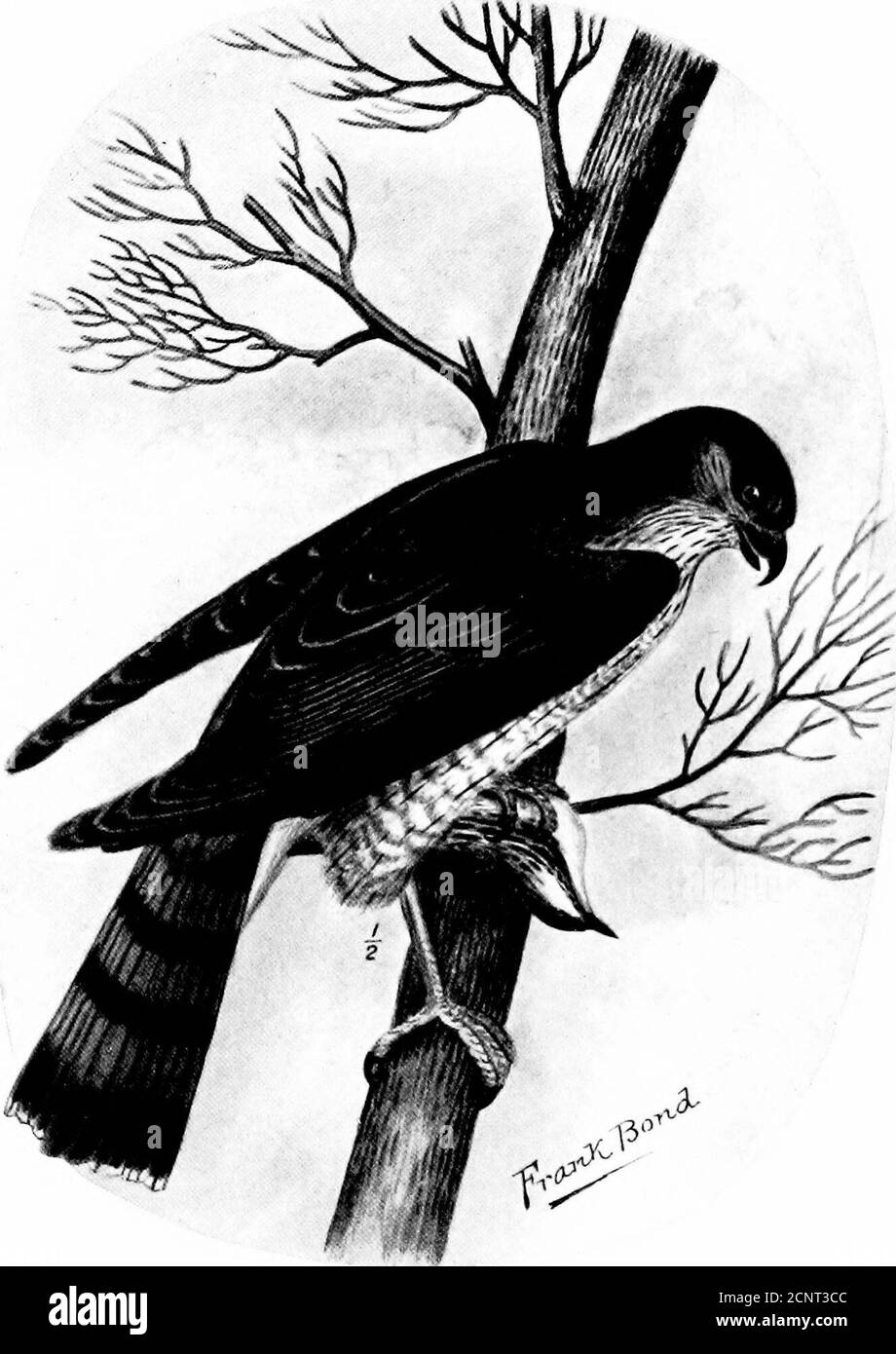 Pennsylvania chickens hi-res stock photography and images - Alamy