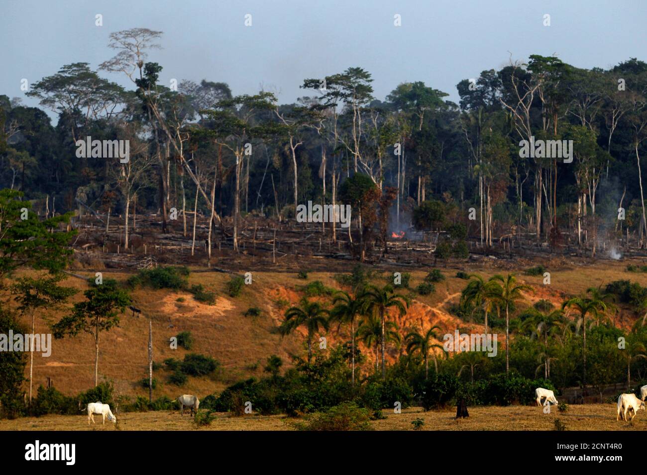 Amazon deforestation animals hi-res stock photography and images - Alamy