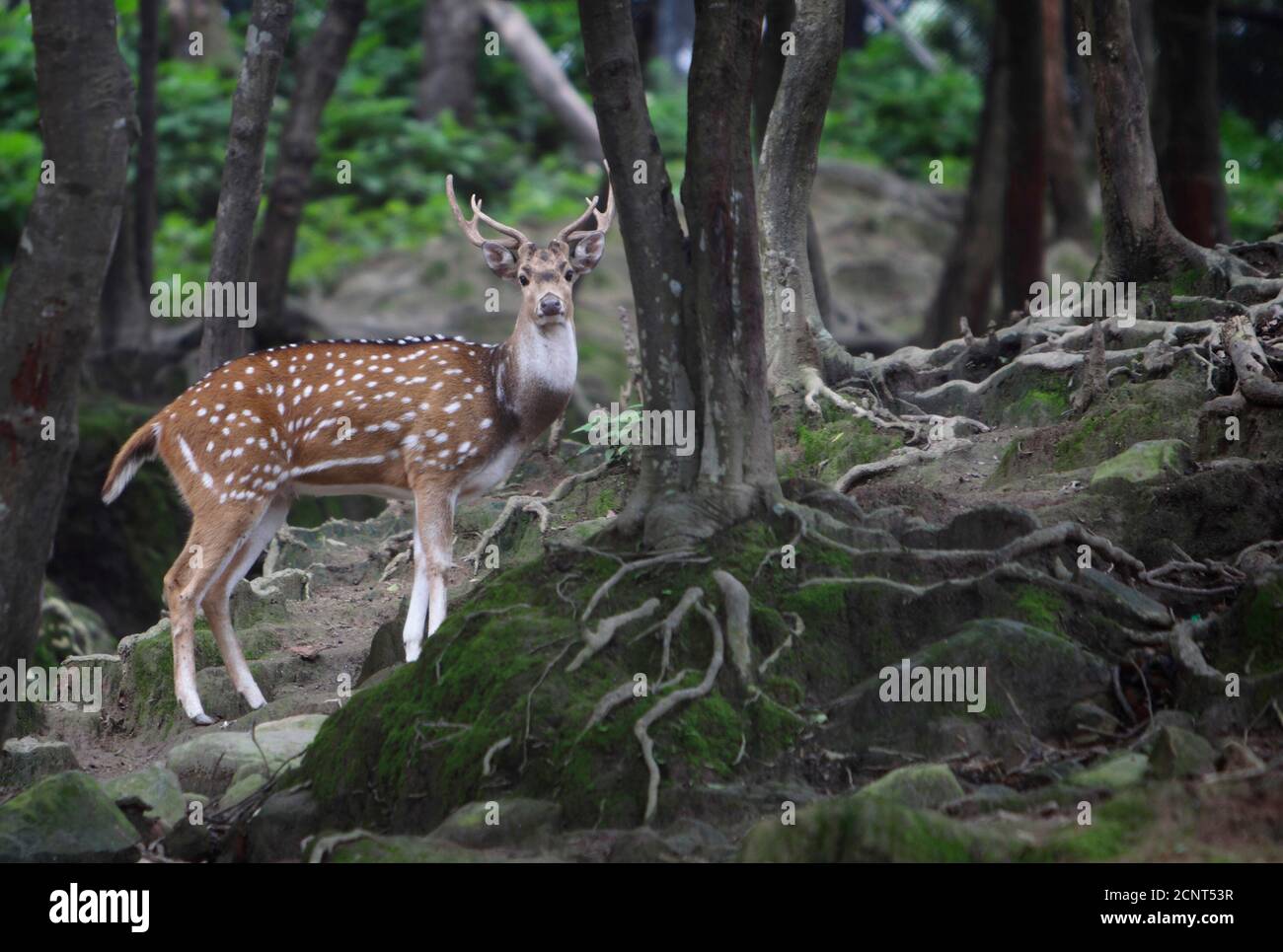 A deer which commonly inhabits wooded regions of india hi-res stock ...