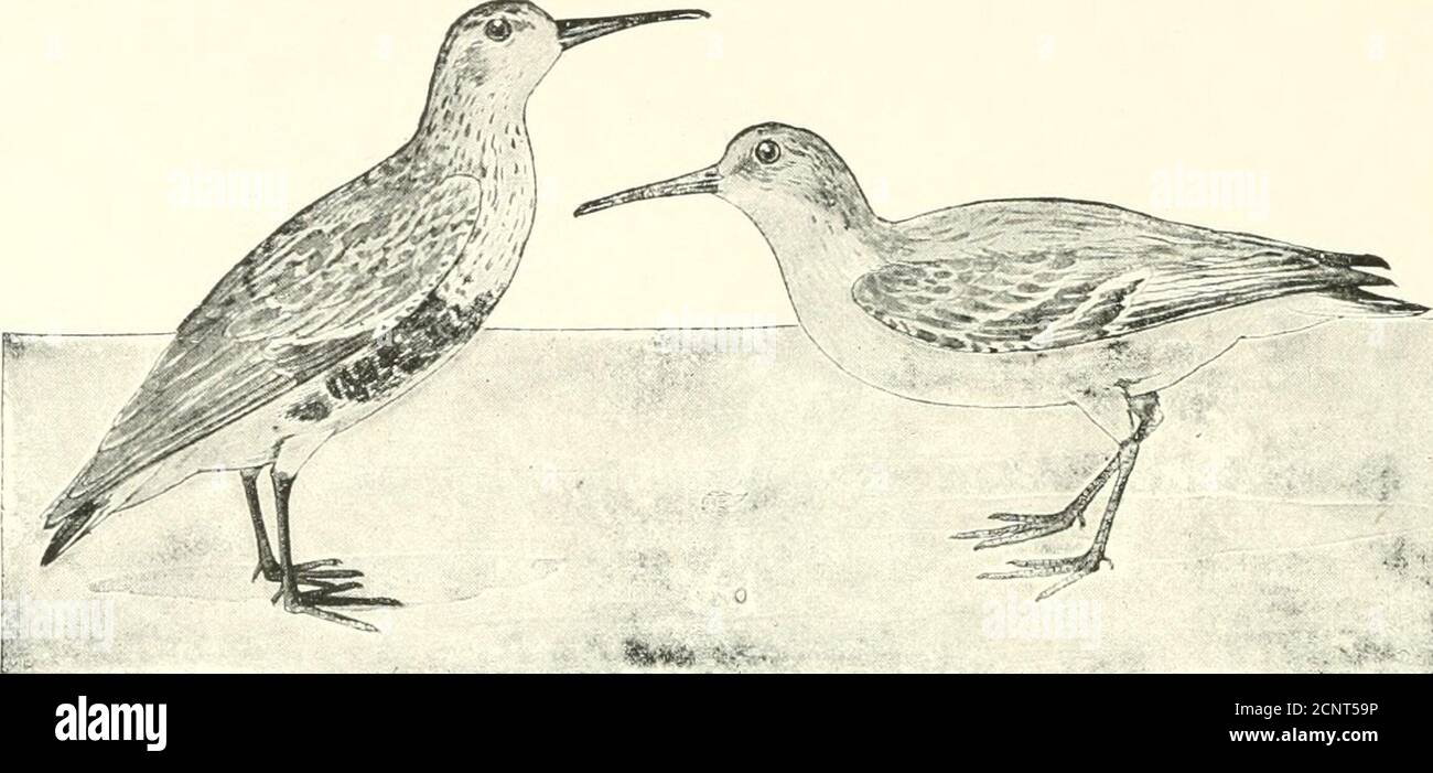 . The birds of eastern North America known to occur east of the ...