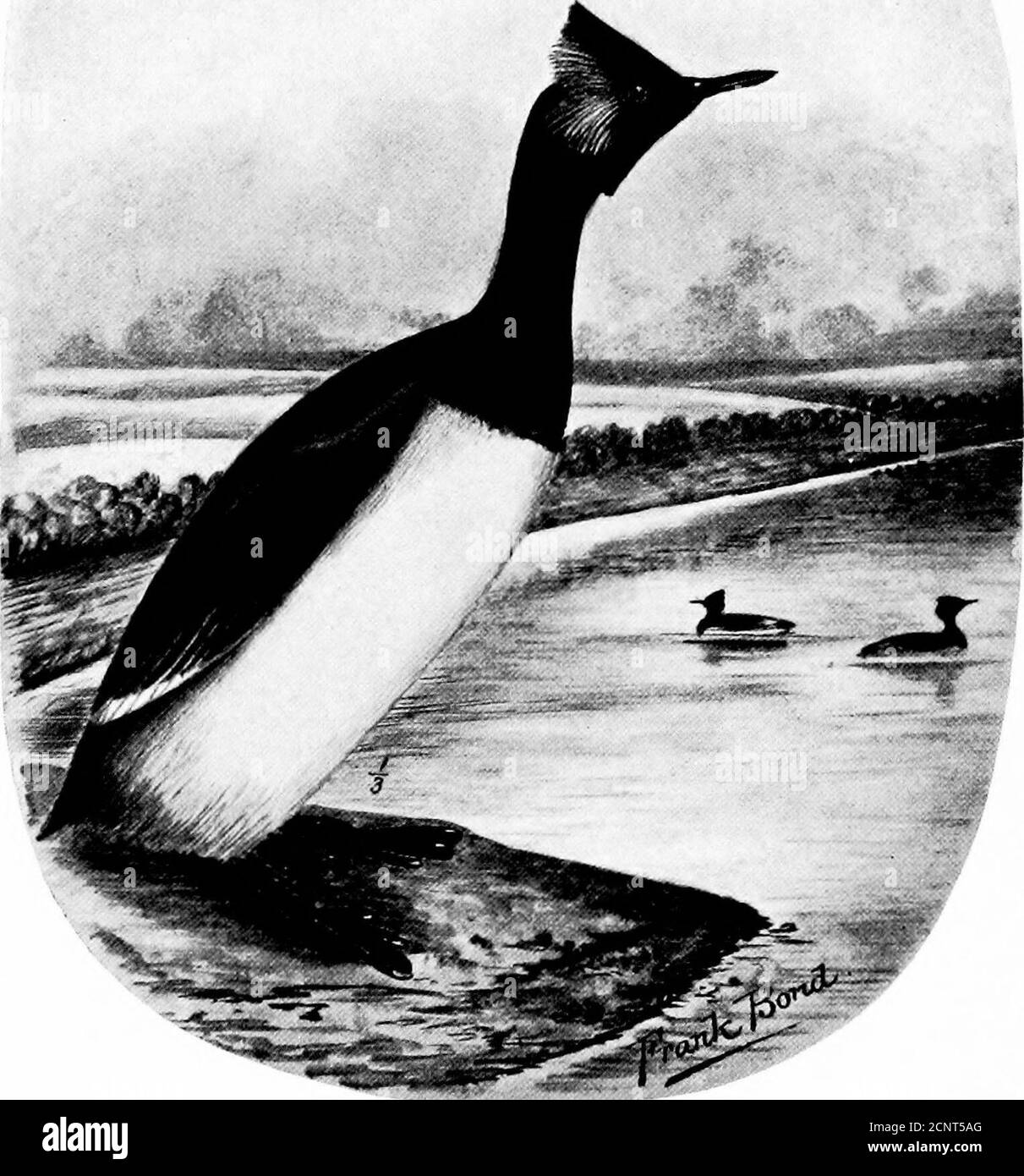 Grebe detail Black and White Stock Photos & Images - Alamy