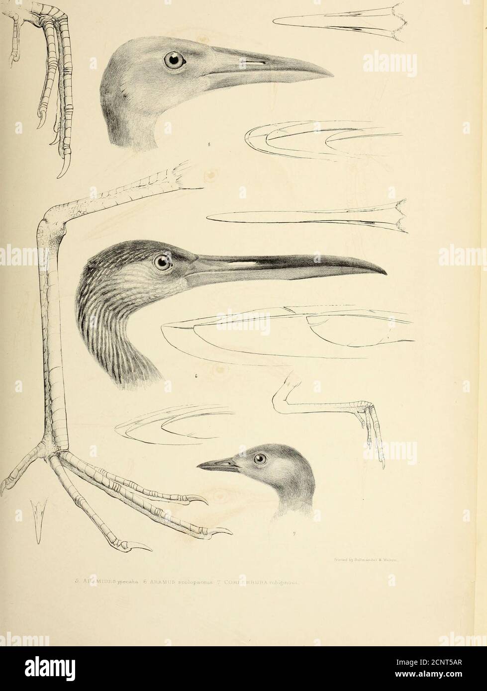 Long slender rounded tail hi-res stock photography and images - Alamy