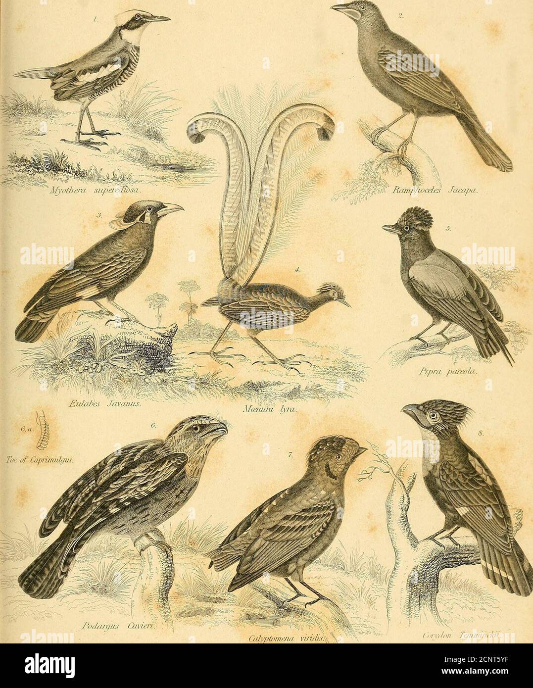 . An introduction to the natural history of birds : being the article ...