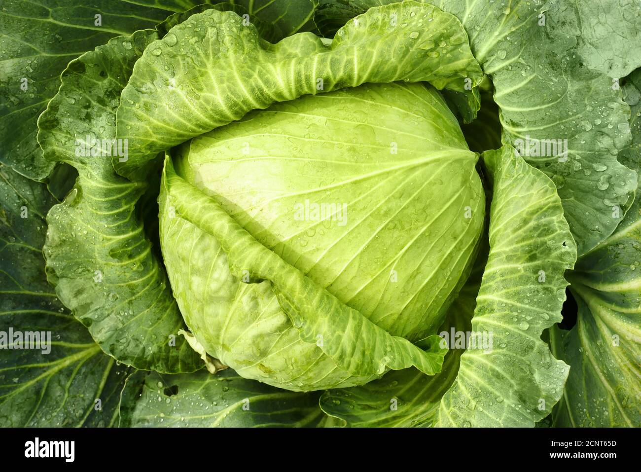 Green fresh cabbage in the garden Stock Photo - Alamy