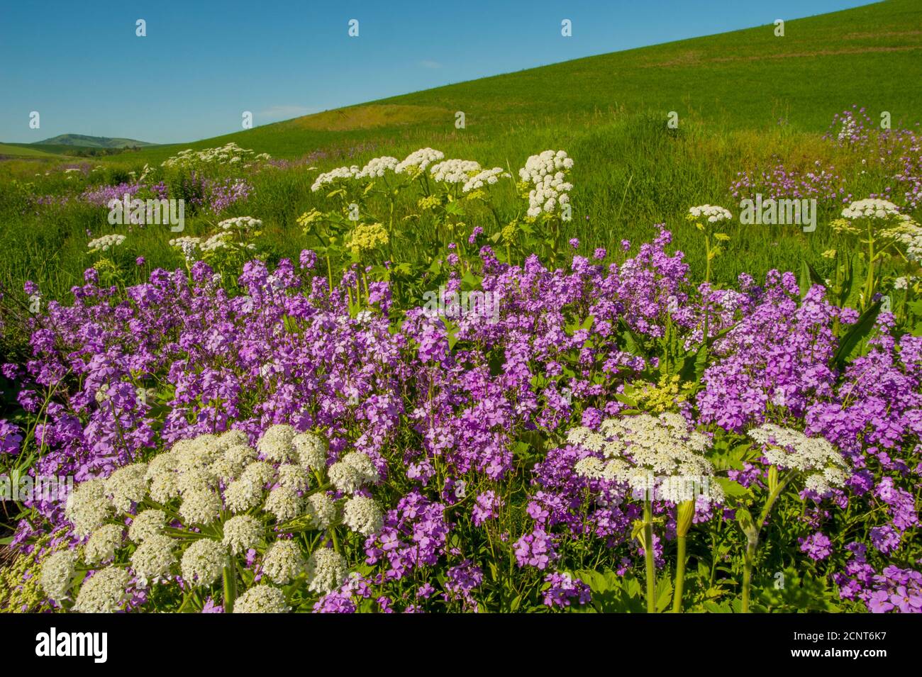 Phlox wildflowers and cow parsnip along a small creek near Pullman in ...