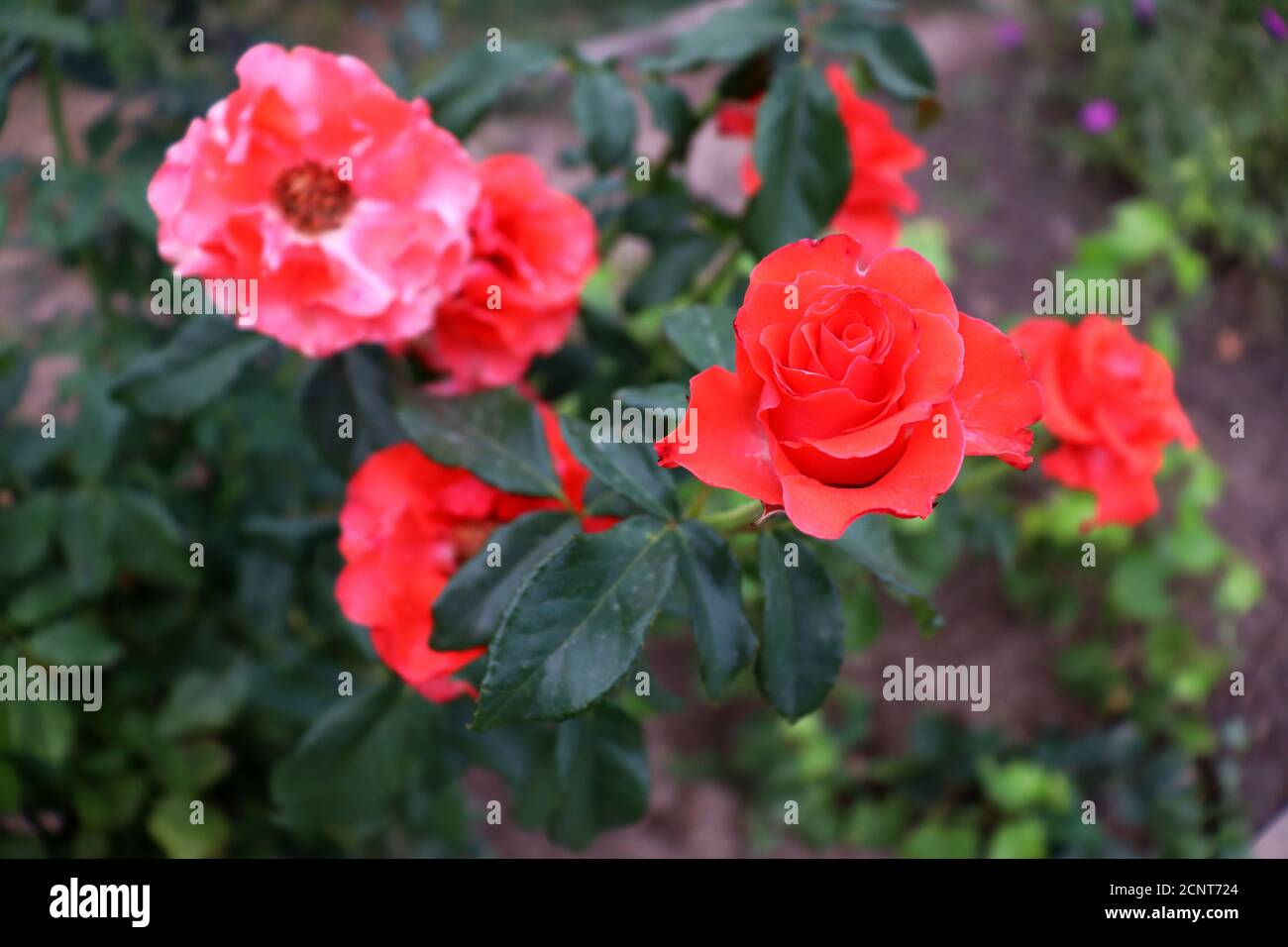 Beautiful flower background. Natural red flowers wallpaper Stock Photo ...