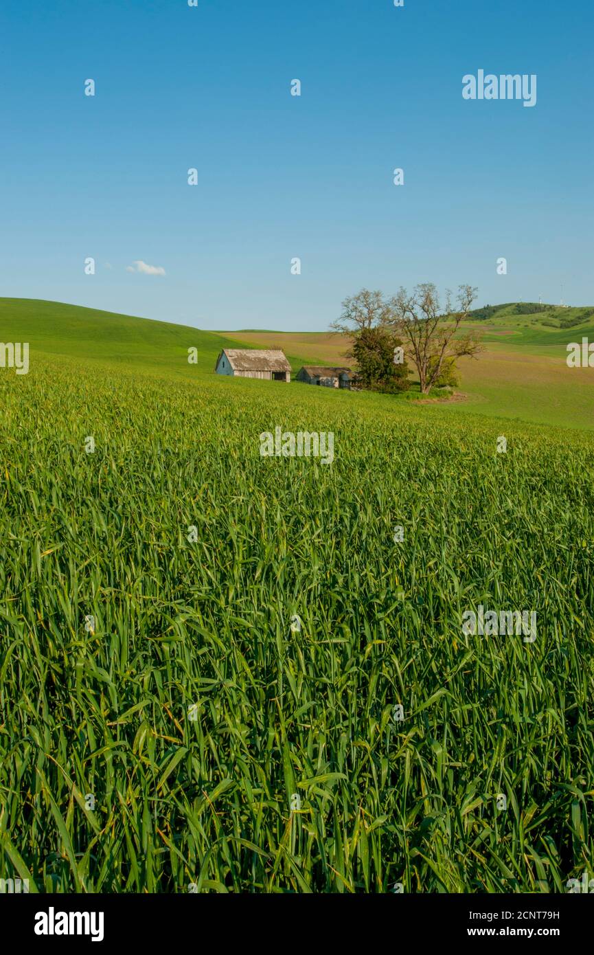 View of an abandoned old farm house in a wheat field in Whitman County ...