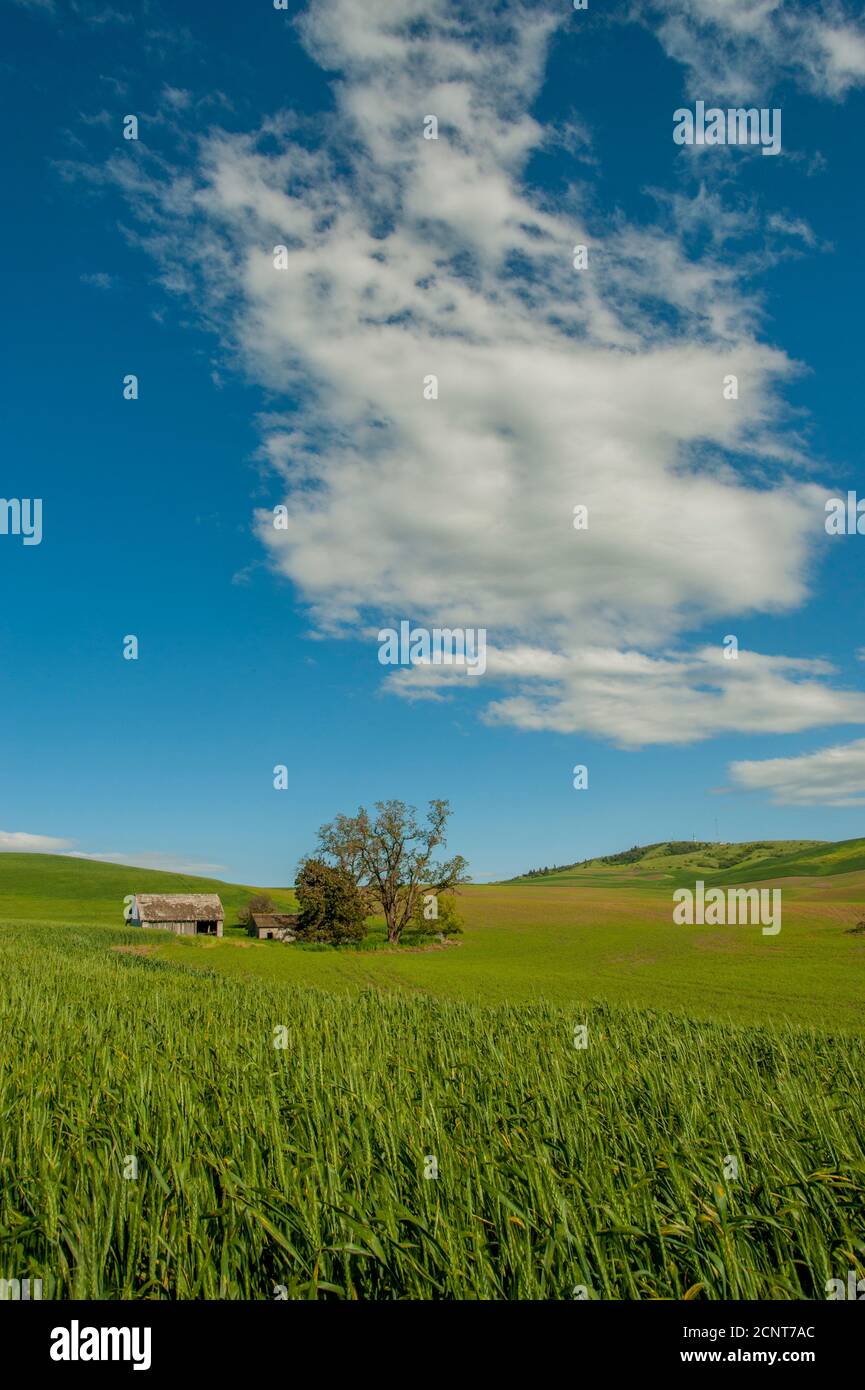 Clouds over an abandoned old farm house in a wheat field in Whitman ...