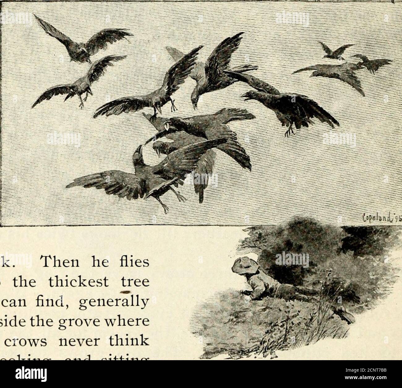 Crows on a trunk hi-res stock photography and images - Alamy