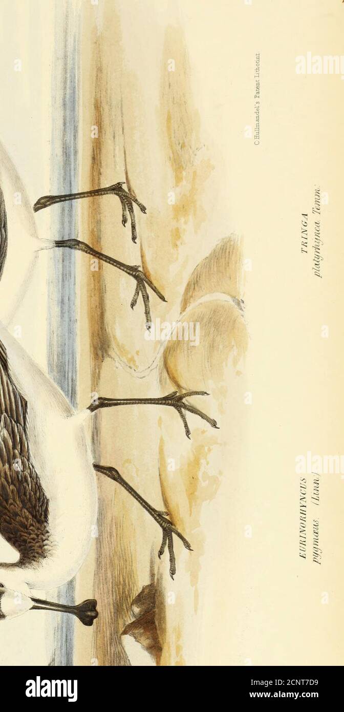 . The genera of birds : comprising their generic characters, a notice ...