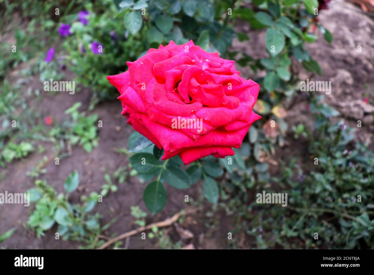 Nature wallpaper. Beautiful red flower background Stock Photo - Alamy