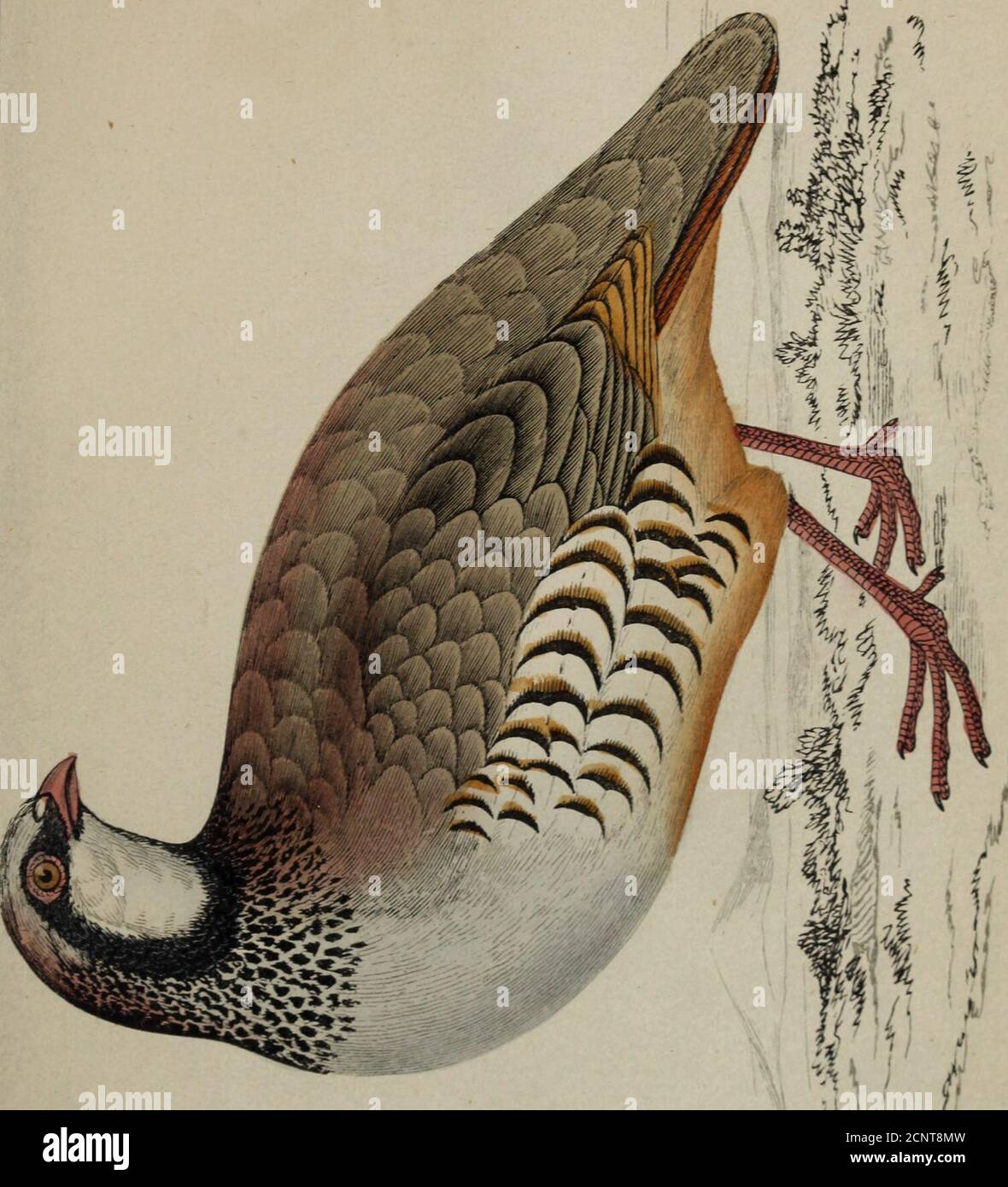 . A history of British birds / by the Rev. F. O. Morris . bourhoodof ...