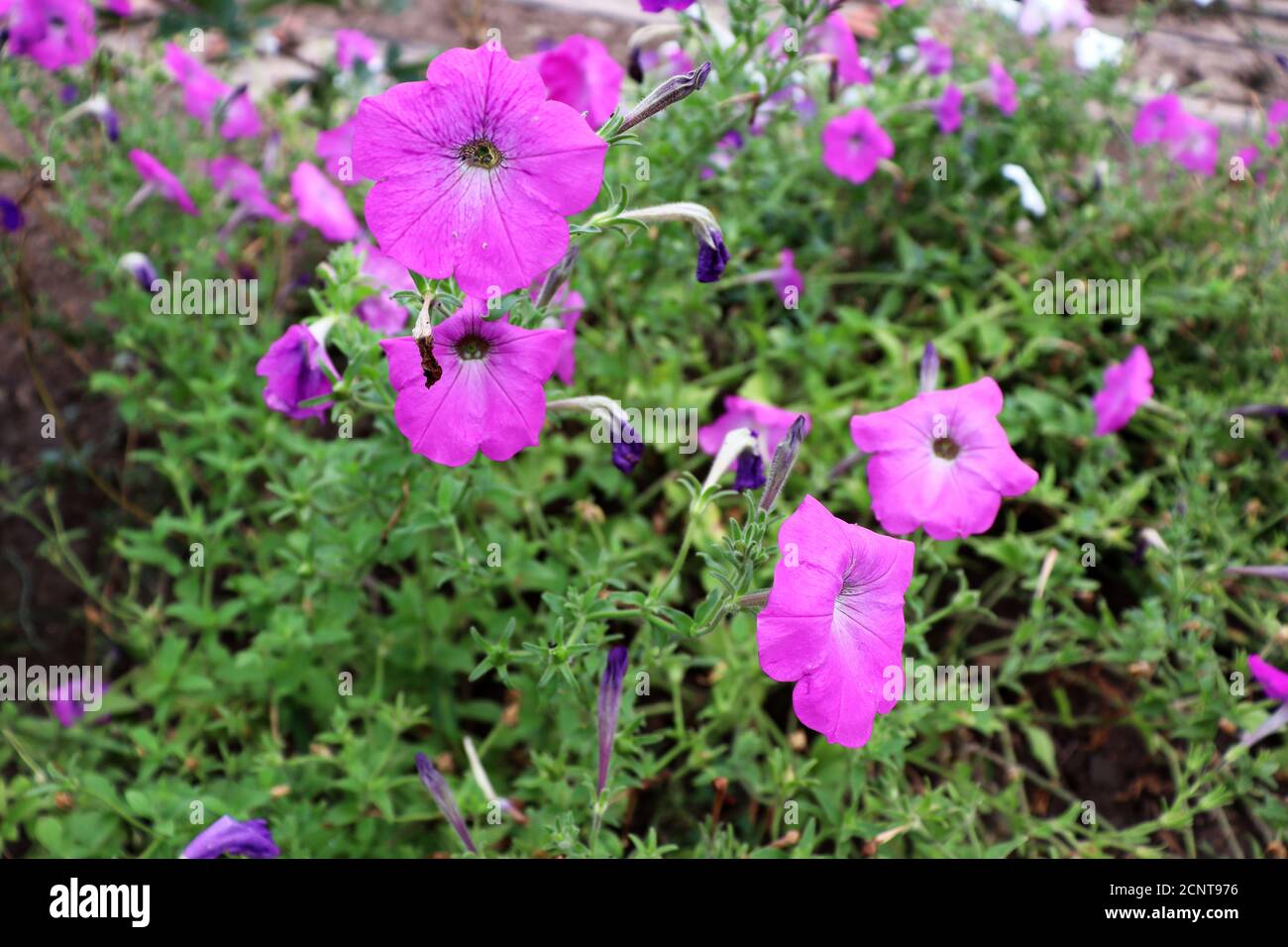 Beautiful flower field background. Pink flowers in garden Stock Photo ...