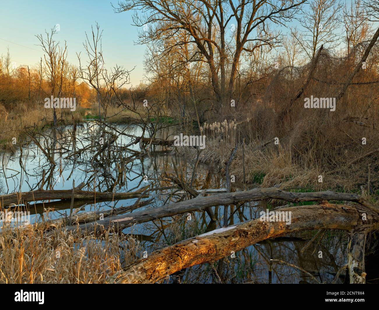 Alluvial forest belt hi-res stock photography and images - Alamy