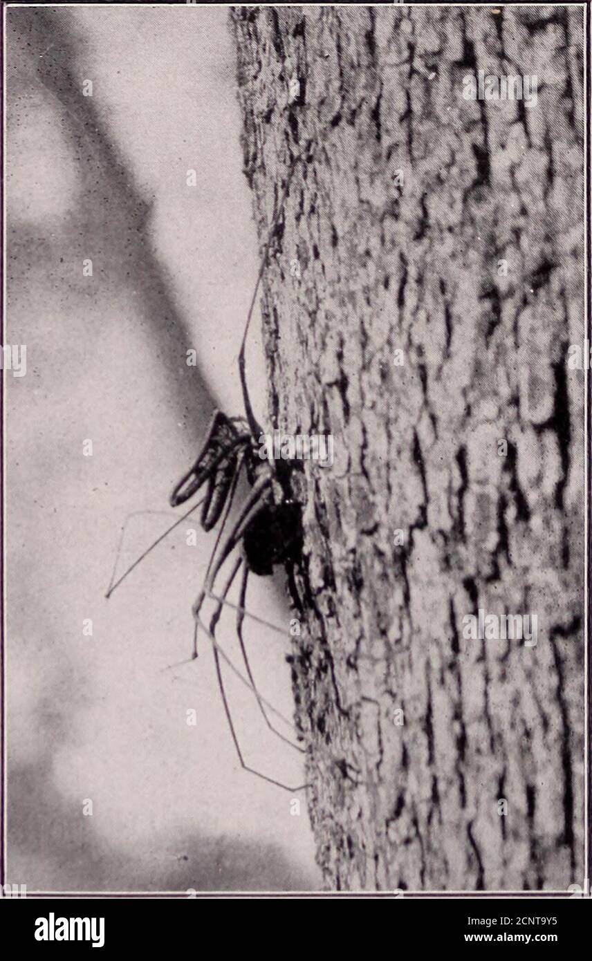 Spider stretching hi-res stock photography and images - Alamy