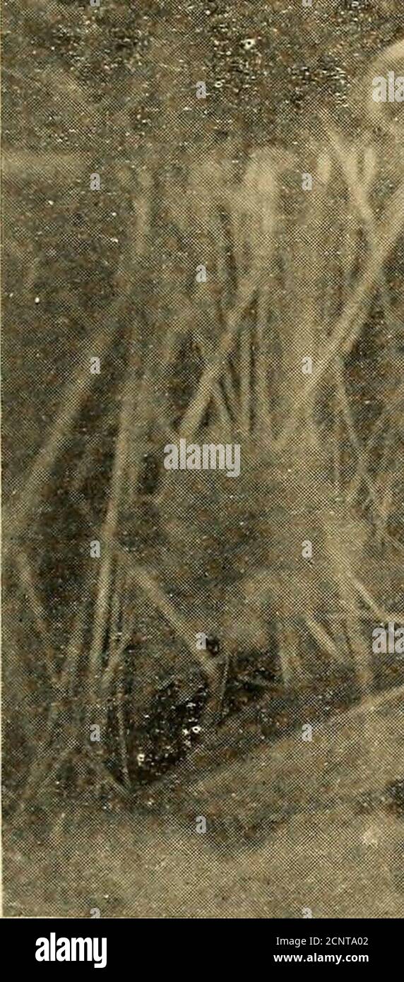 . The Oölogist for the student of birds, their nests and eggs . I^i ...