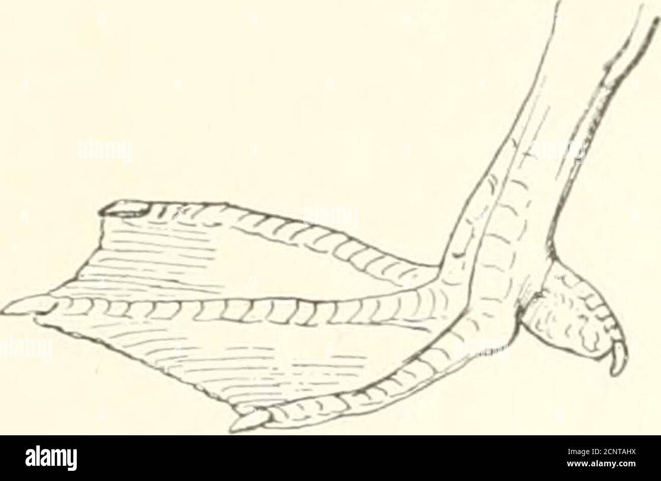 . The birds of eastern North America known to occur east of the ...
