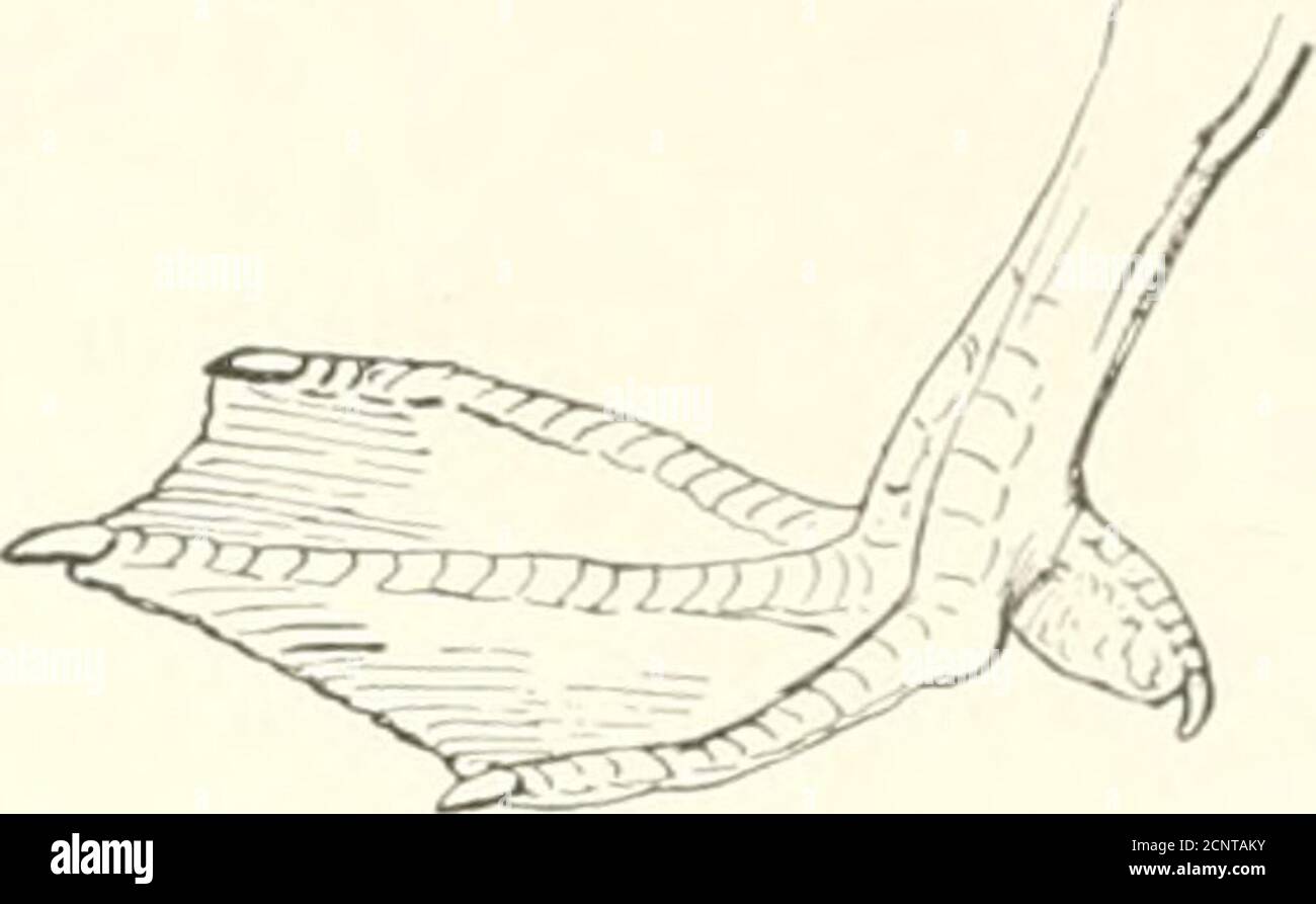 . The birds of eastern North America known to occur east of the ...