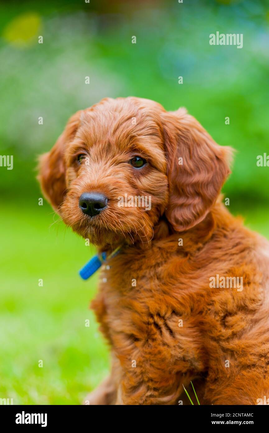 Portrait of 8 week old Goldendoodle male puppy Stock Photo - Alamy