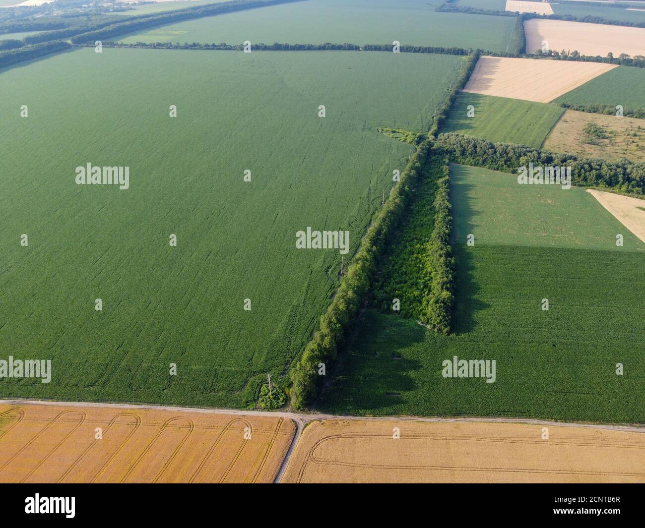 Aerial photography of farmland with crops. Large green corn field Stock ...