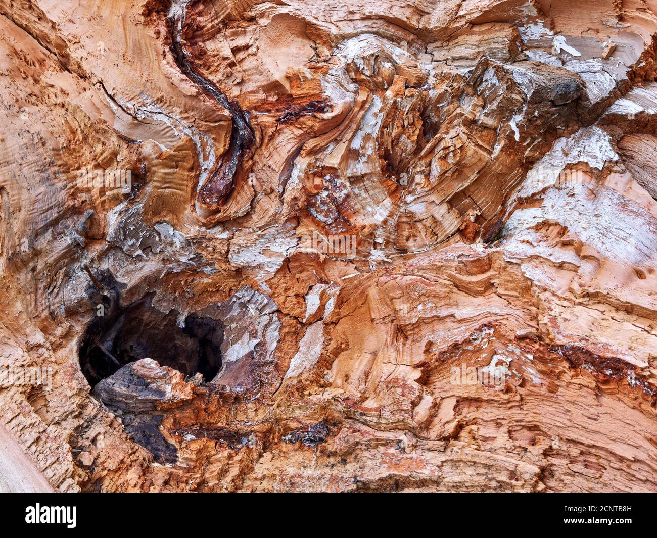 River, flowing water, floodplain, alluvial forest, forest, tree, willow ...