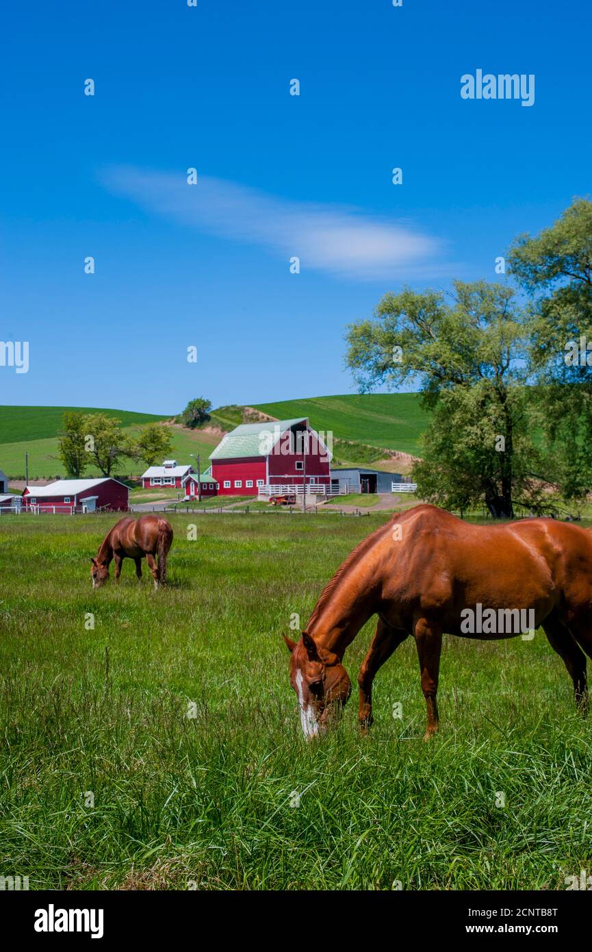 Horses in pasture with red barn in background in the Palouse near ...
