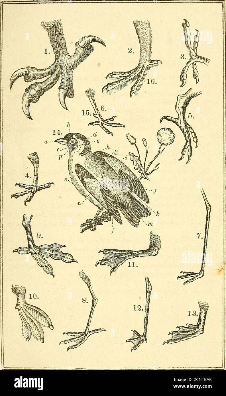 . Ornithology : the natural history of birds : third-book of natural ...