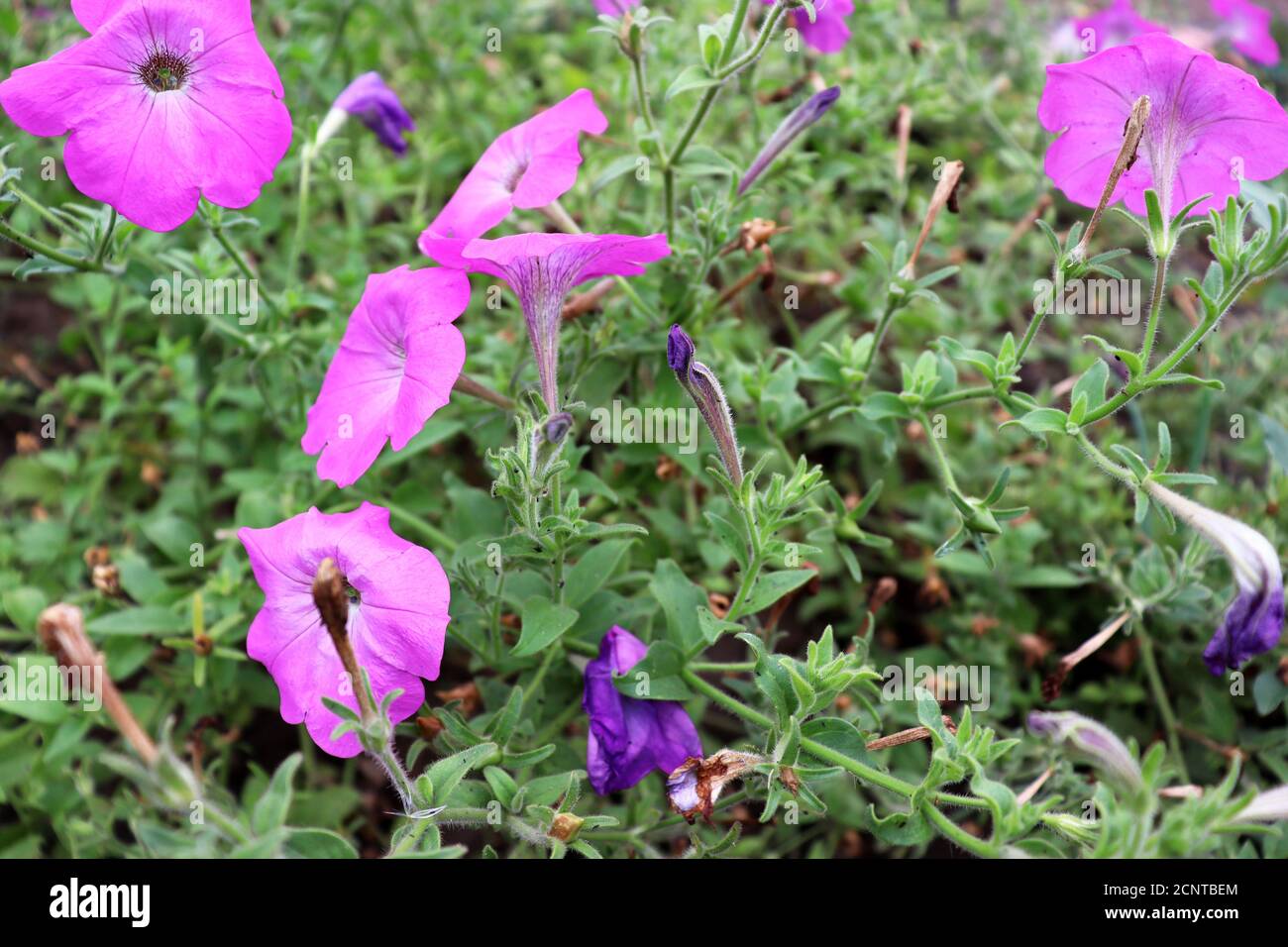 Beautiful pink flower field background. Flowers wallpaper Stock Photo ...